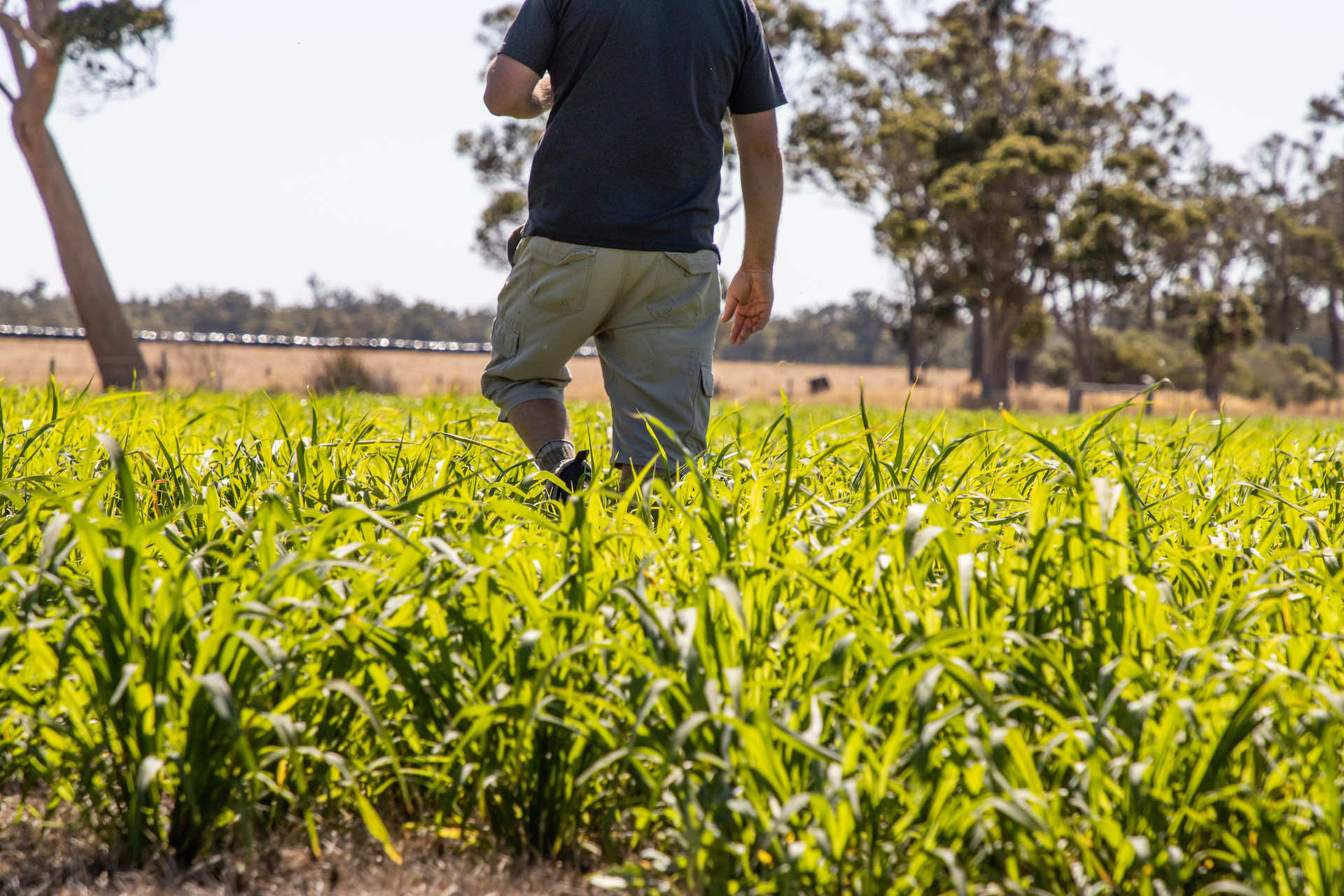 Projects - Lower South West Growers Group